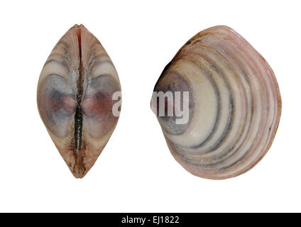 Baltic tellin / Baltic Macoma (Macoma Balthica) Muscheln am Strand ...