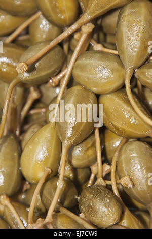 Kapernfrucht; Kapernstrauch; Capparis; Spinosa Stockfotografie - Alamy