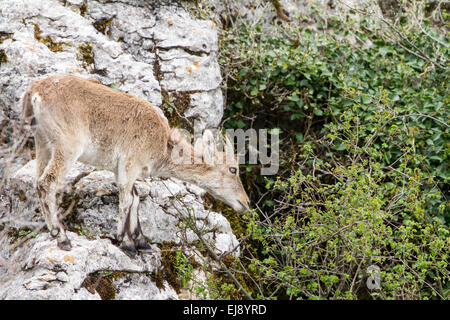 Iberiensteinbock (Capra Pyrenaica) - spanischer Steinbock ...