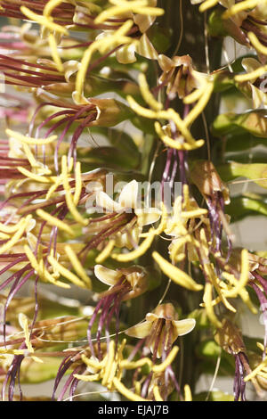 Agave Filifera var. filamentosa Stockfotografie - Alamy