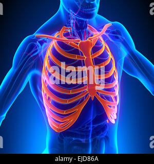 Menschliches Skelett System Brustkorb Anatomie Stockfotografie - Alamy