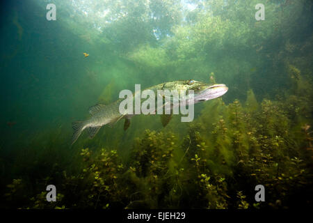 Hecht, Hecht (Esox Lucius), laichen mit sichtbaren Augen auf Substrat ...