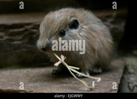 Junge gemeinsame Gundi/(Ctenodactylus Gundi) | Eigentlicher Gundi ...