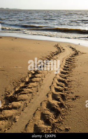 Schildkröte-Spuren am Strand, Galibi, Surinam Stockfotografie - Alamy