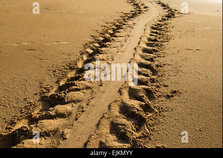 Schildkröte-Spuren am Strand, Galibi, Surinam Stockfotografie - Alamy
