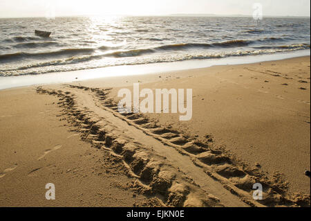 Schildkröte-Spuren am Strand, Galibi, Surinam Stockfotografie - Alamy