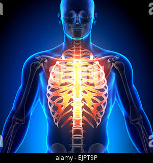 Brustbein - Anatomie-Knochen Stockfoto, Bild: 80407315 - Alamy