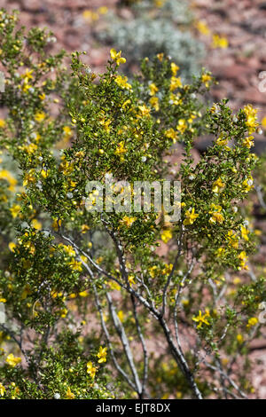 Kreosot Busch aka: Greasewood (Larrea Tridentata), Arizona ...