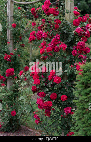 Kletterrose, "The Princes Trust Stockfotografie - Alamy