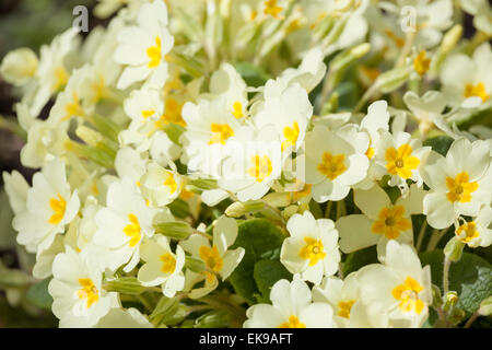 Gelbe wilde Primeln, Primula Vulgaris, in der Sonne Stockfotografie - Alamy