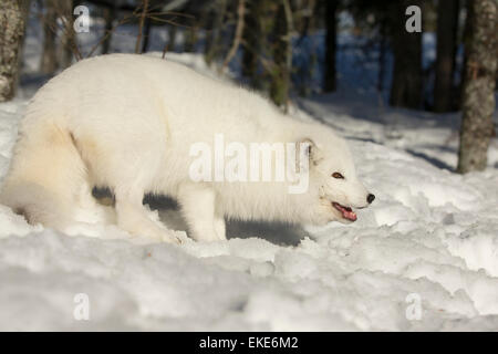 Polarfuchs (Vulpes Lagopus) auf der Suche nach Nahrung in seichtem ...