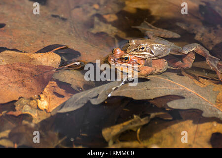 Holz-Frosch (Rana Sylvatica) Embryo entwickeln in einem Ei ...