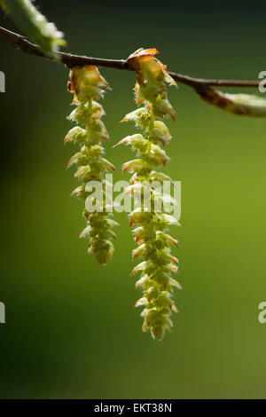 Gemeinsame Hainbuche (Carpinus betulus) und Rotbuche (Fagus sylvatica ...