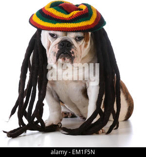 lustiger Hund mit Dreadlock Perücke auf weißem Hintergrund ...
