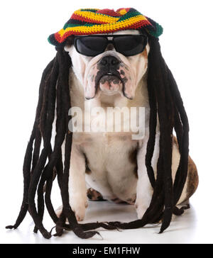 lustiger Hund mit Dreadlock Perücke auf weißem Hintergrund ...