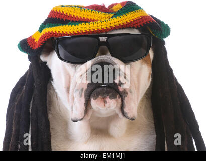lustiger Hund mit Dreadlock Perücke auf weißem Hintergrund ...