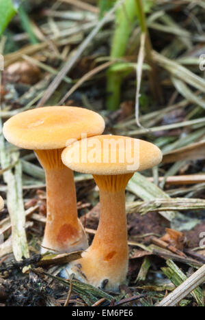 Falscher Pfifferling (Hygrophoropsis Aurantiaca), Pilze in Moos ...