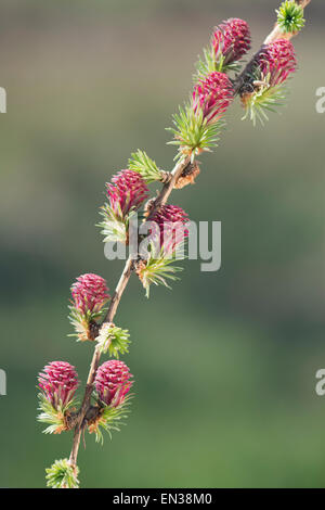 LÄRCHE BAUM [LARIX] BLÜTEN, NADELN UND KEGEL IM FRÜHJAHR Stockfoto ...