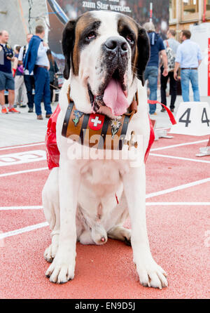 St. Bernard Dog / Bernhardiner Stockfotografie - Alamy
