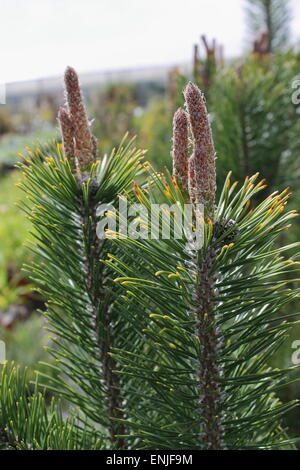 Pinus Mugo. Schweizer Latschenkiefer oder Mugo Pine Stockfotografie - Alamy