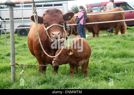 Dexter Kuh und Kalb am Egton Agricultural Show in North Yorkshire ...