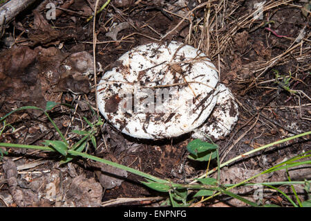 Weiße Lactarius oder Lactarius Resimus Pilz Gattung Lactarius Familie ...