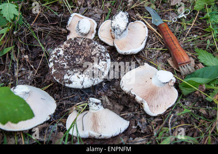 Weiße Lactarius oder Lactarius Resimus Pilz Gattung Lactarius Familie ...