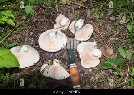 Weiße Lactarius oder Lactarius Resimus Pilz Gattung Lactarius Familie ...
