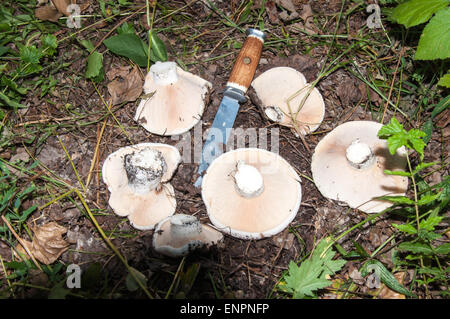 Weiße Lactarius oder Lactarius Resimus Pilz Gattung Lactarius Familie ...