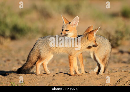 Cape Füchse (Vulpes Chama) in ihrer Höhle, Kalahari-Wüste, Südafrika ...