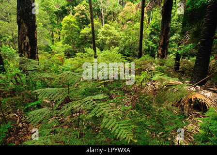 Australischen Busch Wald mit grünen Bäumen und Pflanzen Stockfoto, Bild ...