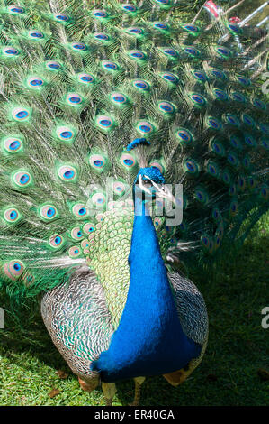 Blauer Pfau, Pavo Cristatus, Federn, Nahaufnahme, Männlein, Tier, Zoo ...