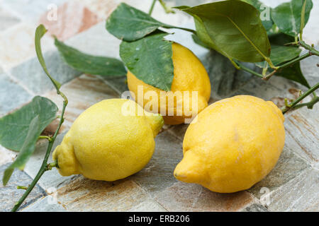 Bio-Zitronen von der Amalfiküste (Italien Stockfoto, Bild: 83221609 - Alamy