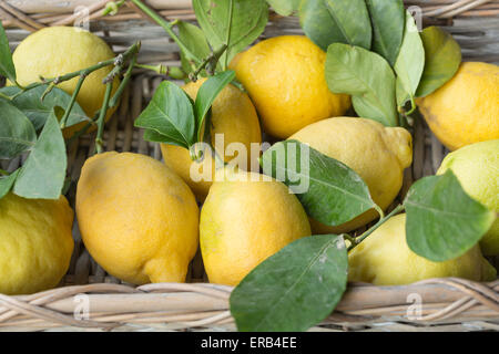 Bio-Zitronen von der Amalfiküste (Italien Stockfoto, Bild: 83221609 - Alamy