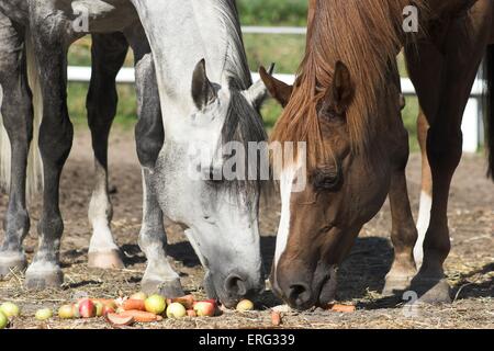 Ein Pferd, Karotten und Äpfel zu essen Stockfoto, Bild: 23373577 - Alamy