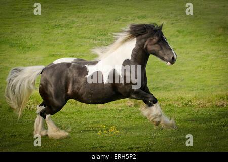 Galoppierendes Pferd irish Tinker - irish Tinker-Stute (Equus ...