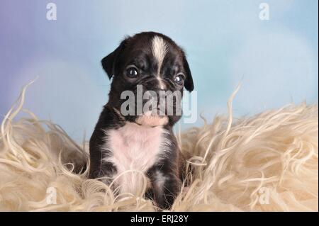 Boxer Welpen, braun gestromt, sitzen auf einer Wiese, Nord-Tirol ...
