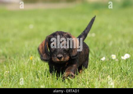 Rauhaar / Drahthaar Dackel (Canis Lupus Familiaris) Welpe liegend auf ...