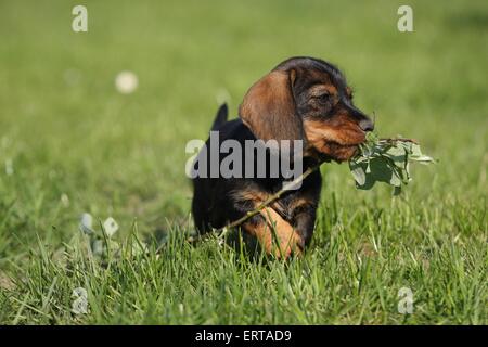 Rauhaar Dackel Welpen Stockfoto, Bild: 73124097 - Alamy