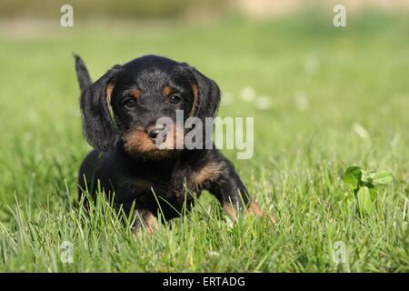Rauhaar / Drahthaar Dackel (Canis Lupus Familiaris) Welpe liegend auf ...