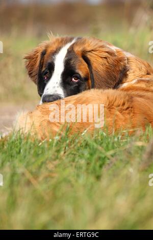 Junge Bernhardiner Hunde Stockfotografie - Alamy