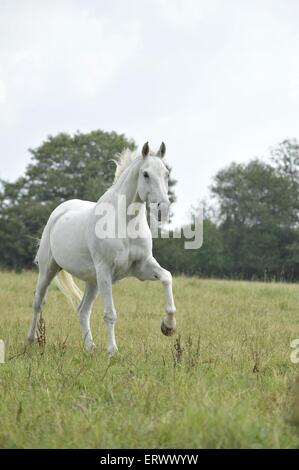 Holsteiner Pferd im Galopp Stockfotografie - Alamy