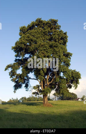 Terminalia crenulata roth combretaceae terminalia tomentosa terminalia ...