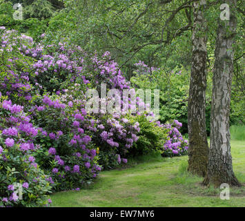 Rhododendron-Büsche im Frühling Botanischer Garten, Riga, Lettland ...
