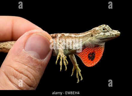 Männliche Anole Eidechse (Anolis Lyra), Iguana Familie (Iguanidae ...