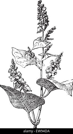 Knöterich oder Polygonum oder Knotgrass oder cm oder Riss-Daumen oder ...