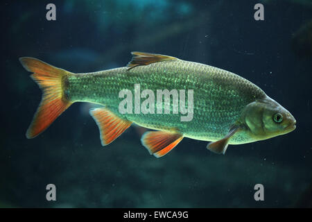 Gemeinsamen Rotfeder (Scardinius Erythropthalmus) im Frankfurter Zoo in ...