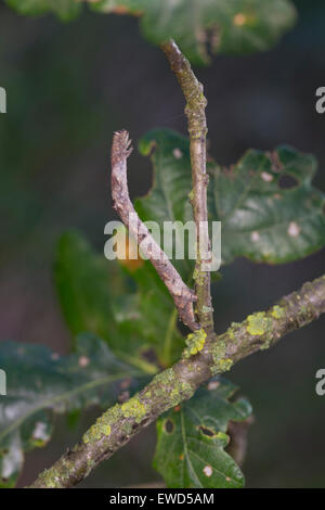 Blass, Eiche Schönheit, Raupe, Mimesis, Aschgrauer Baumspanner ...