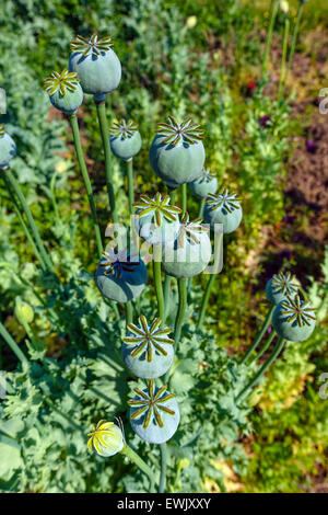 Opium Mohnköpfe, Nahaufnahme. Papaver somniferum, allgemein bekannt als ...