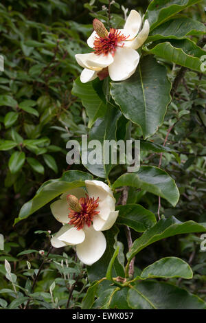 Elegante rote zentriert weiße Blüten von hardy kleiner Zierbaum ...